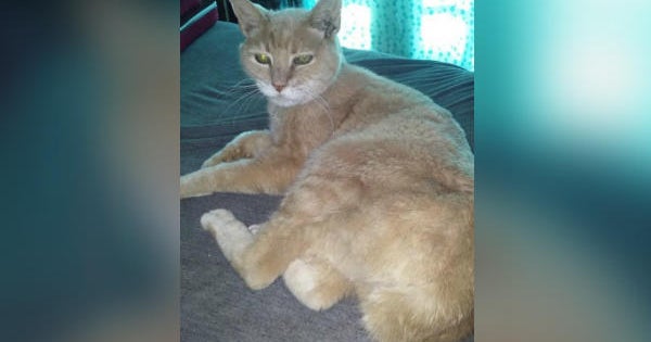 Stubbs, small Alaska town's honorary cat mayor, dead at 20: family ...