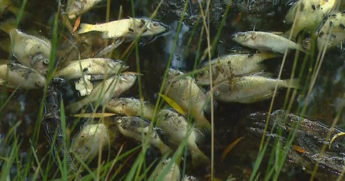 Hundreds of dead fish found floating in Colorado lake - CBS News