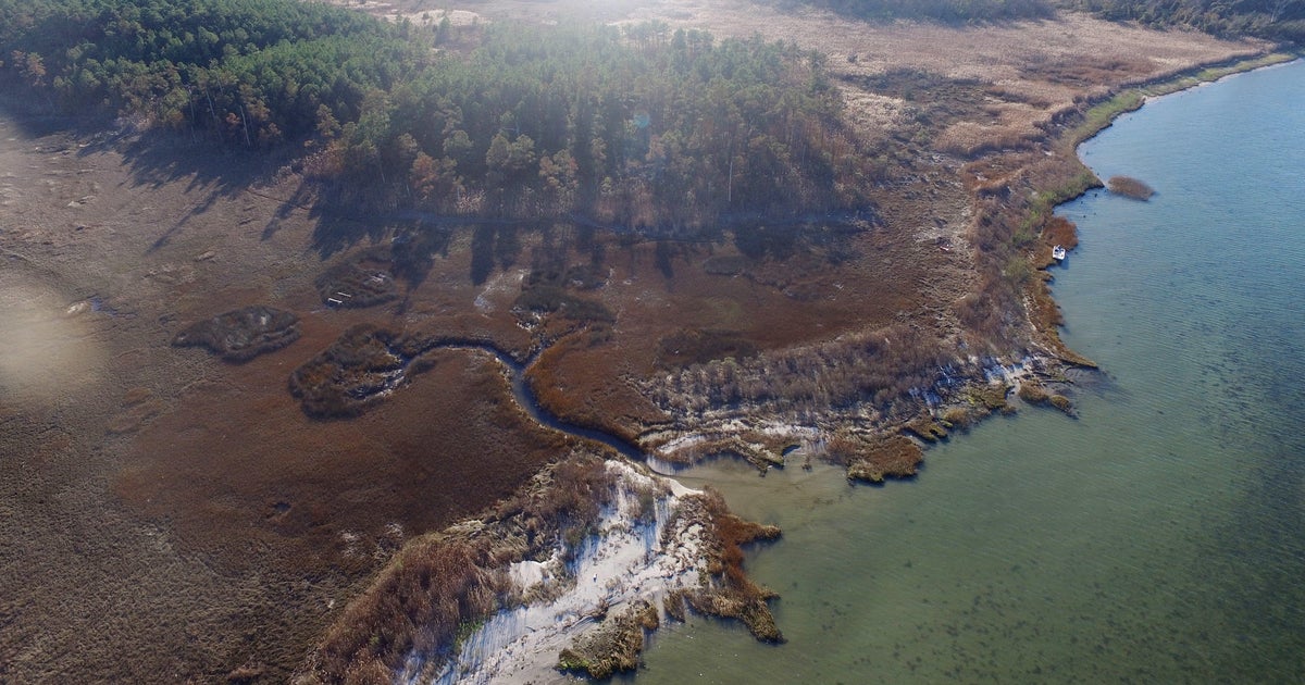 "Ghost forests": What they are and why they’re becoming more common ...