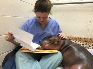 Baby Fiona the Hippo: Cincinnati Zoo pictures