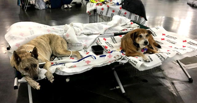 Harvey leaves countless pets abandoned or at risk in its aftermath ...