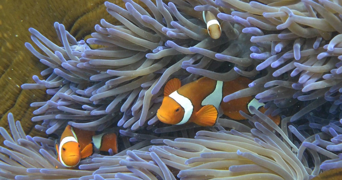 Dive into Australia's Great Barrier Reef with Netflix and Google - CBS News