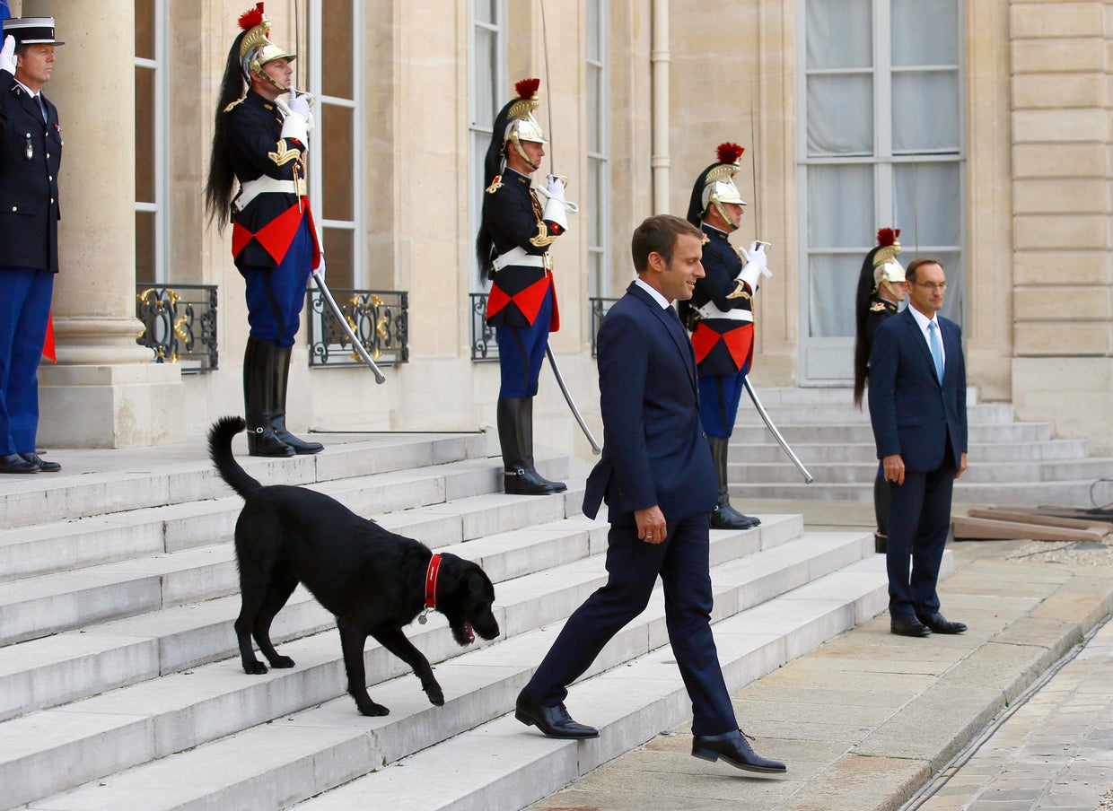 Macron's dog Nemo caught relieving himself on Elysee Palace fireplace ...