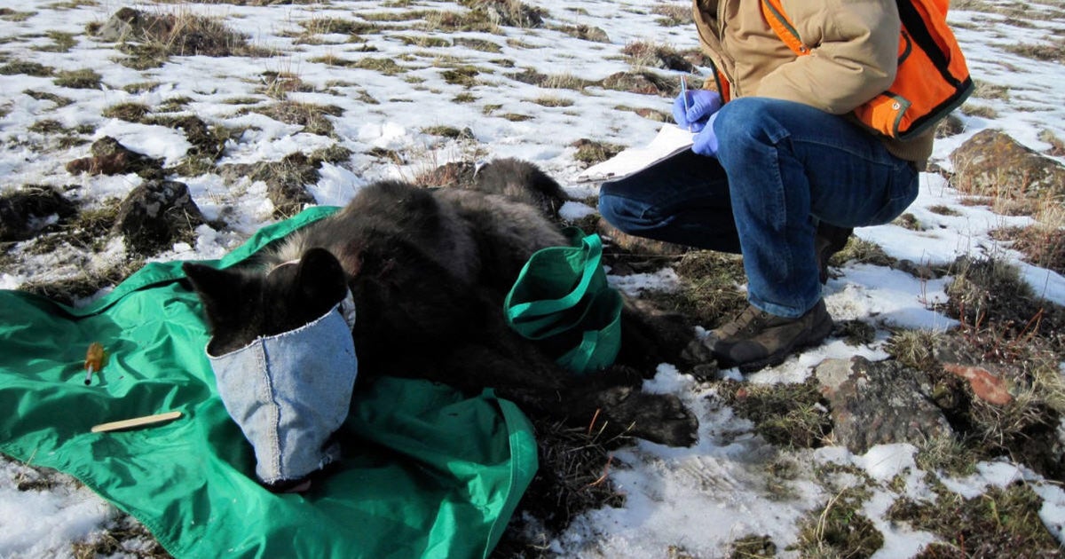 Officials offer $15,500 reward for information on wolf poacher in ...