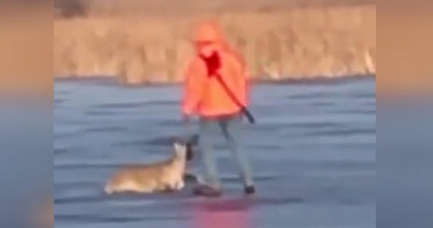Hunters save deer trapped on frozen lake - CBS News