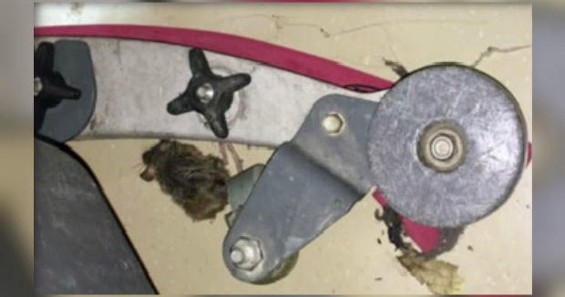 Chicago elementary school still infested with rodents despite clean-up ...