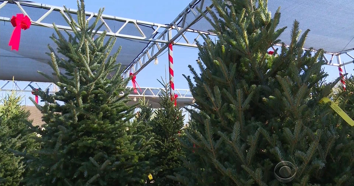 Christmas tree shortage's roots go back to 2008 financial crisis - CBS News