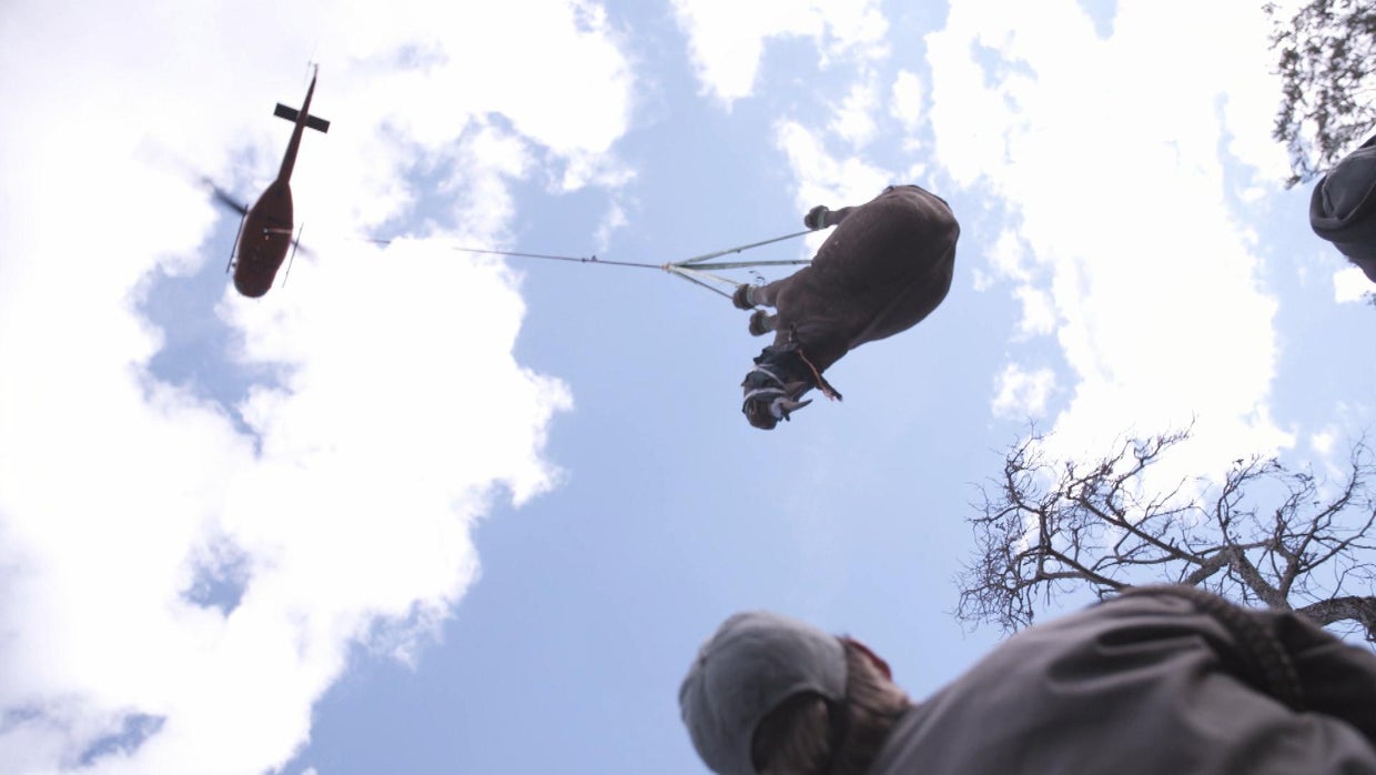 Saving rhino with helicopters - CBS News