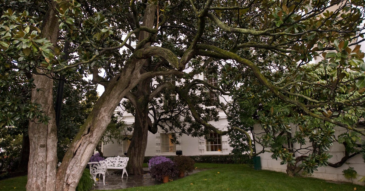 White House says historic magnolia tree has been cut back - CBS News