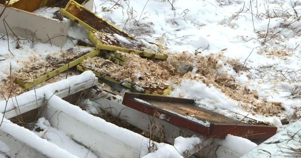 Vandals destroy 50 beehives in Iowa, killing at least 500,000 bees ...