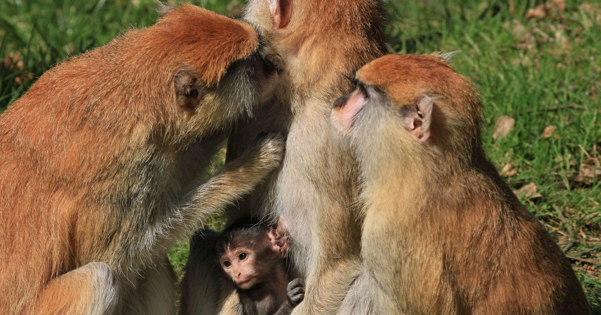 13 monkeys killed in fire at Woburn Safari Park in England - CBS News