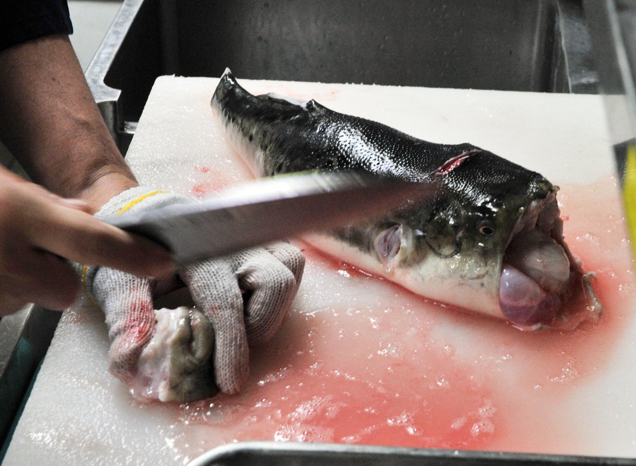 Japan fugu blowfish meat scare sees Gamagori city turn to emergency ...