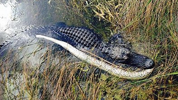 Alligator vs. Burmese python: Florida man snaps photos of 2 reptiles ...