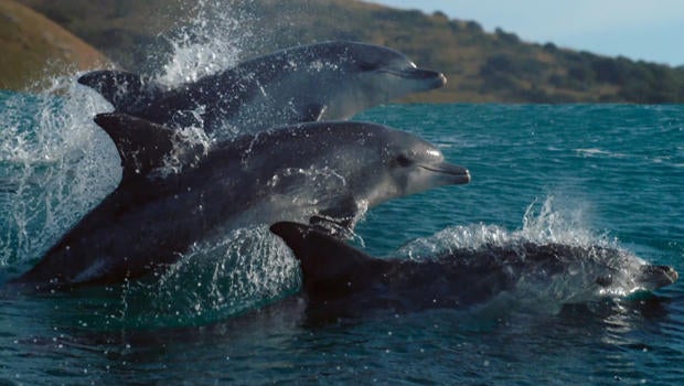 Sir David Attenborough, the voice of Nature - CBS News