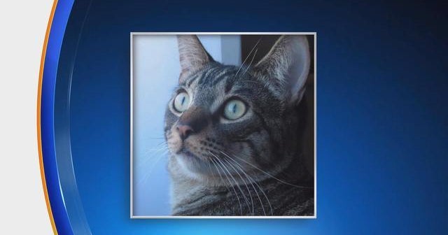 Lost cat reunited with owner after 10 years - CBS News