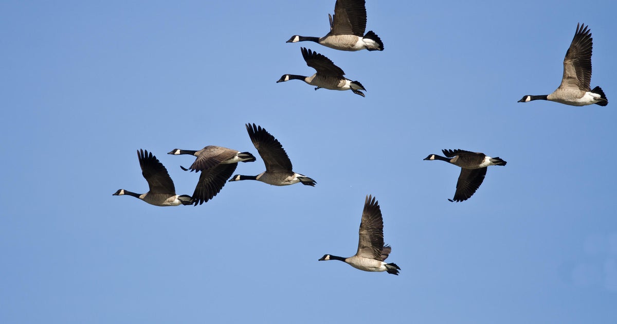 Dead goose falls from sky, knocks Maryland hunter unconscious - CBS News