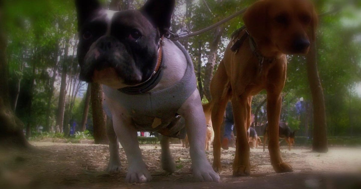 Reportaje sobre secuestros de mascotas en la Ciudad de México. - CBS News