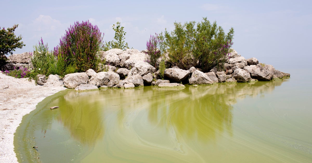Toxic algae leads Ohio to designate western Lake Erie as "impaired ...