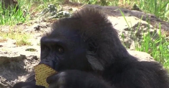 Israeli zoo feeds animals matzo for Passover - CBS News