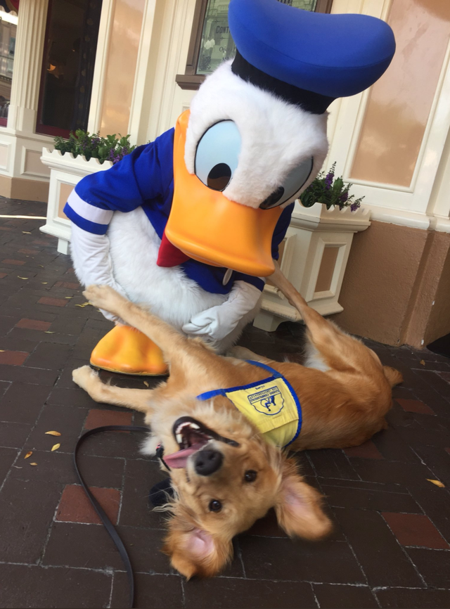 Are Pet Dogs Allowed Inside Disneyland Park