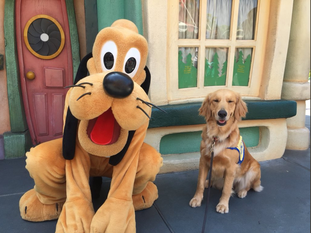 Are Service Dogs Allowed In Disneyland