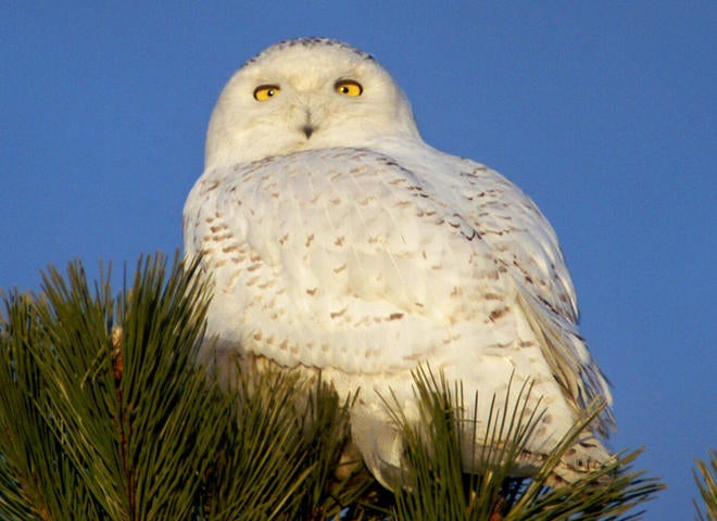 Nature up close: Snowy owls down south - CBS News