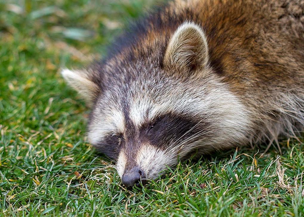 "Zombie-like" raccoons terrorize Ohio town