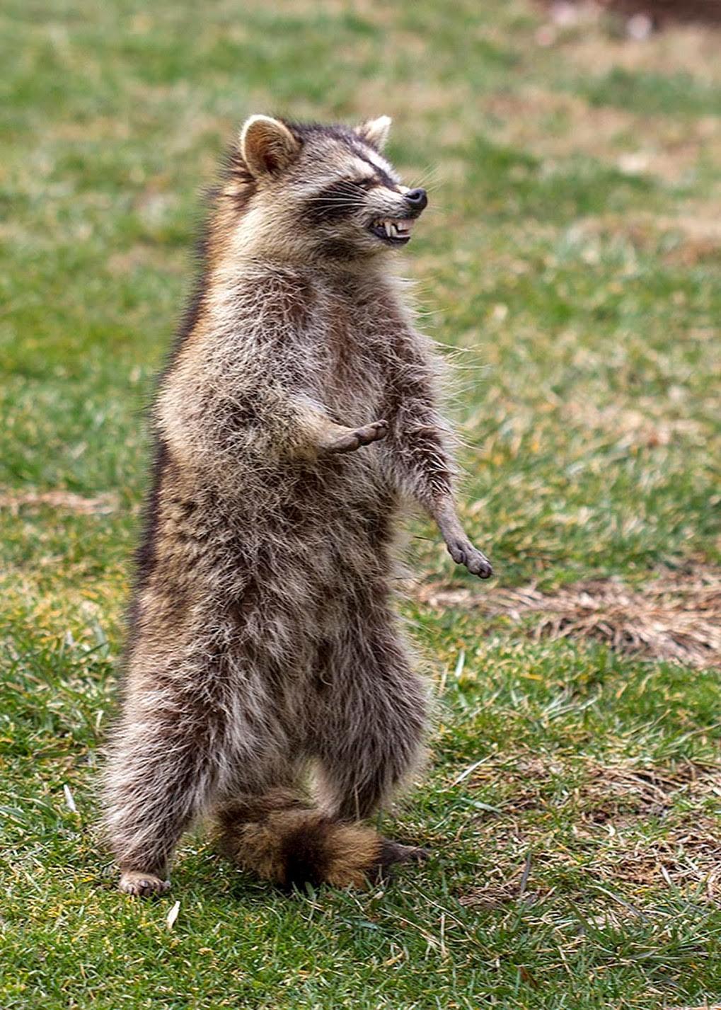 "Zombie-like" raccoons terrorize Ohio town