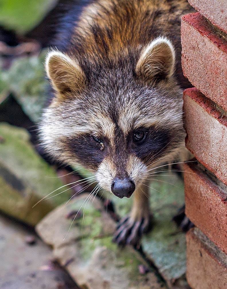 "Zombie-like" raccoons terrorize Ohio town