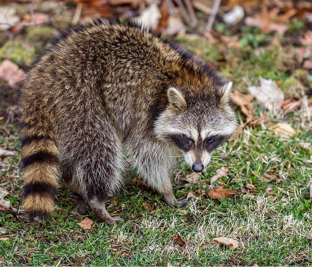"Zombie-like" raccoons terrorize Ohio town