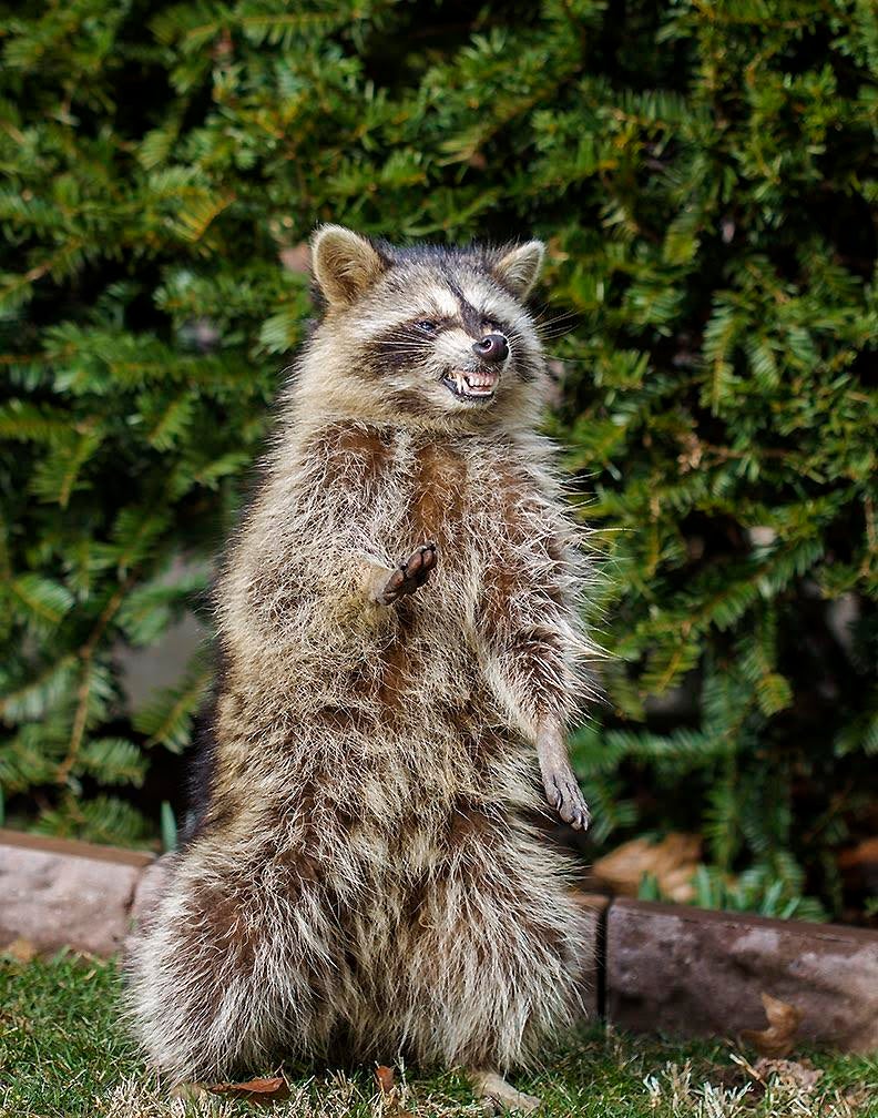 "Zombie-like" raccoons terrorize Ohio town