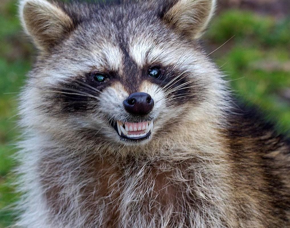 "Zombie-like" raccoons terrorize Ohio town