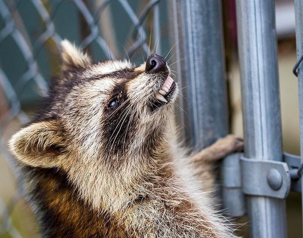 "Zombie-like" raccoons terrorize Ohio town