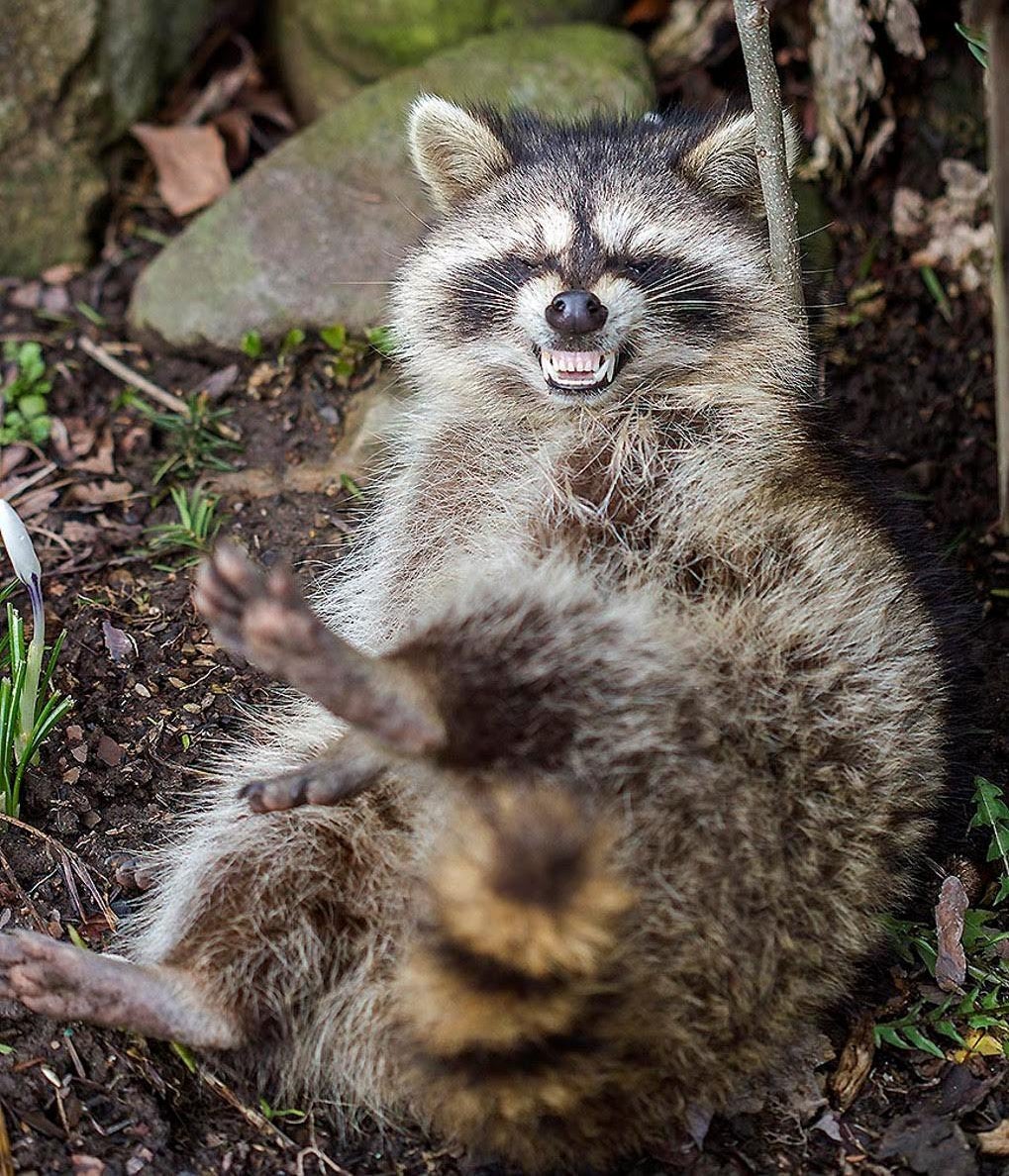 "Zombie-like" raccoons terrorize Ohio town