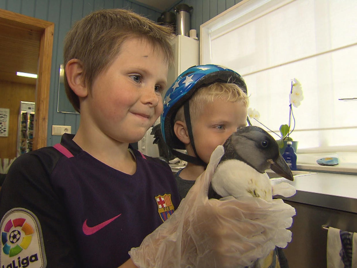 A children's puffin rescue squad - CBS News