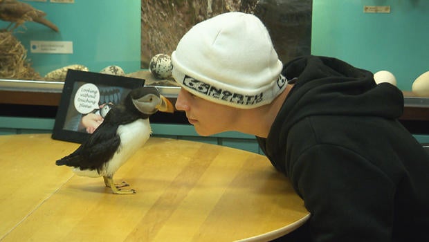 A children's puffin rescue squad - CBS News