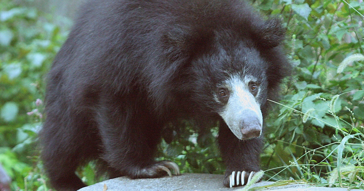 Man mauled to death trying to take selfie with a bear - CBS News