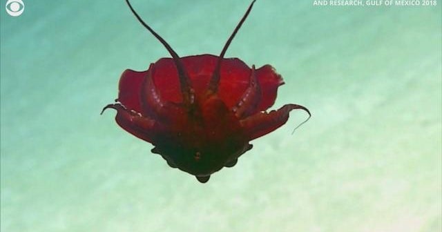 Squid discovered in Gulf of Mexico may be new species - CBS News