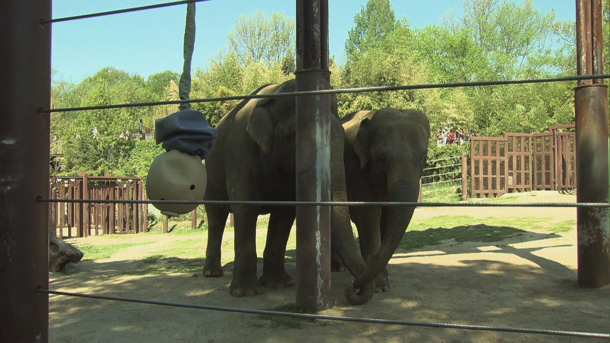 Spike, the National Zoo's new elephant, hits it off with an old flame ...