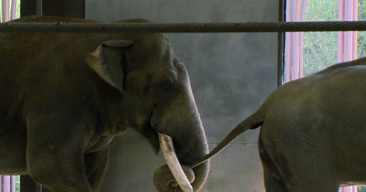Spike, the National Zoo's new elephant, hits it off with an old flame ...