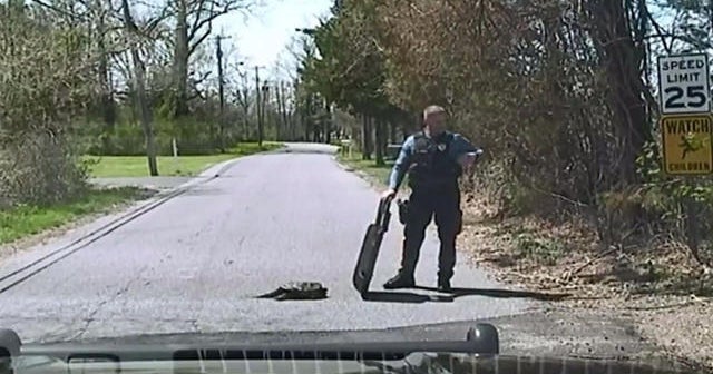 Cop uses shield to help turtle cross the road - CBS News