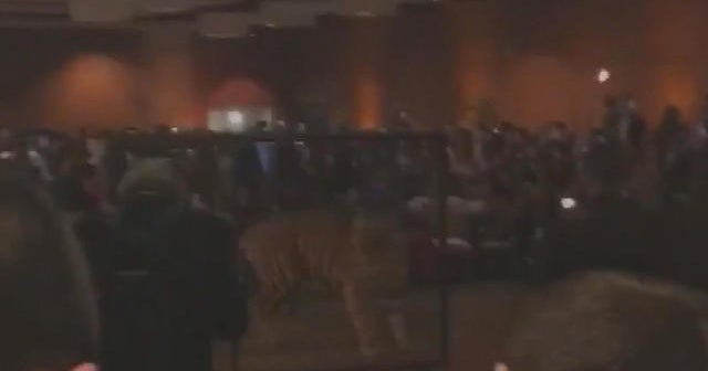 Caged tiger put on display at Florida high school's senior prom - CBS News