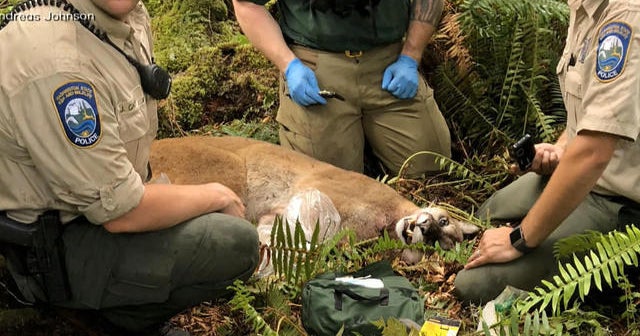 Bike ride turns deadly after cougar attack in Washington state - CBS News