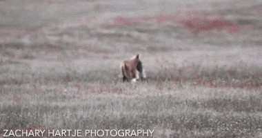 Eagle, fox, rabbit tug-of-war – Eagle picks up fox while trying to ...