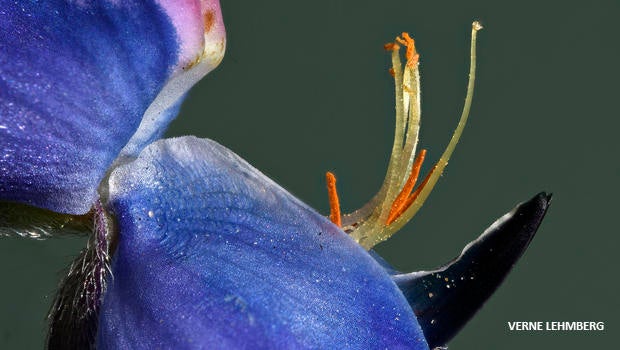 Nature up close: Sexual encounters of the bluebonnet kind - CBS News