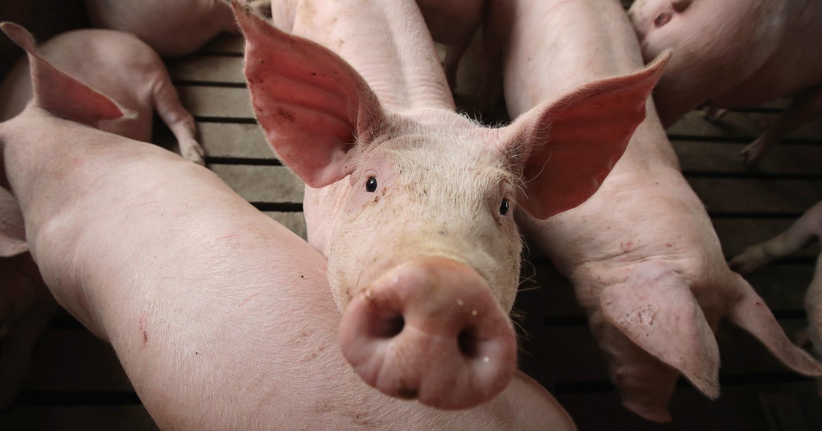 Scientists partially revived a pig's brain after the animal died - CBS News