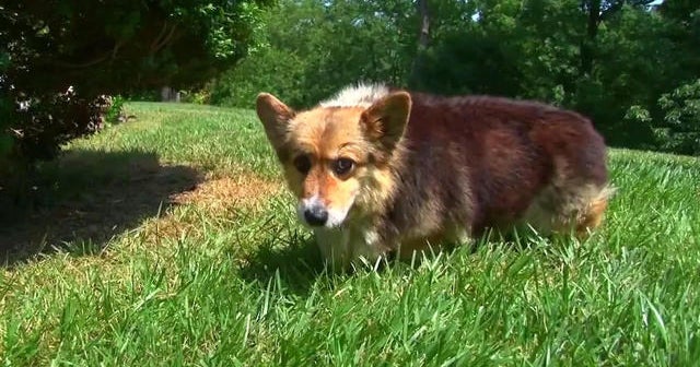 Missing corgi goes viral after being found by the right person at the right time - CBS News