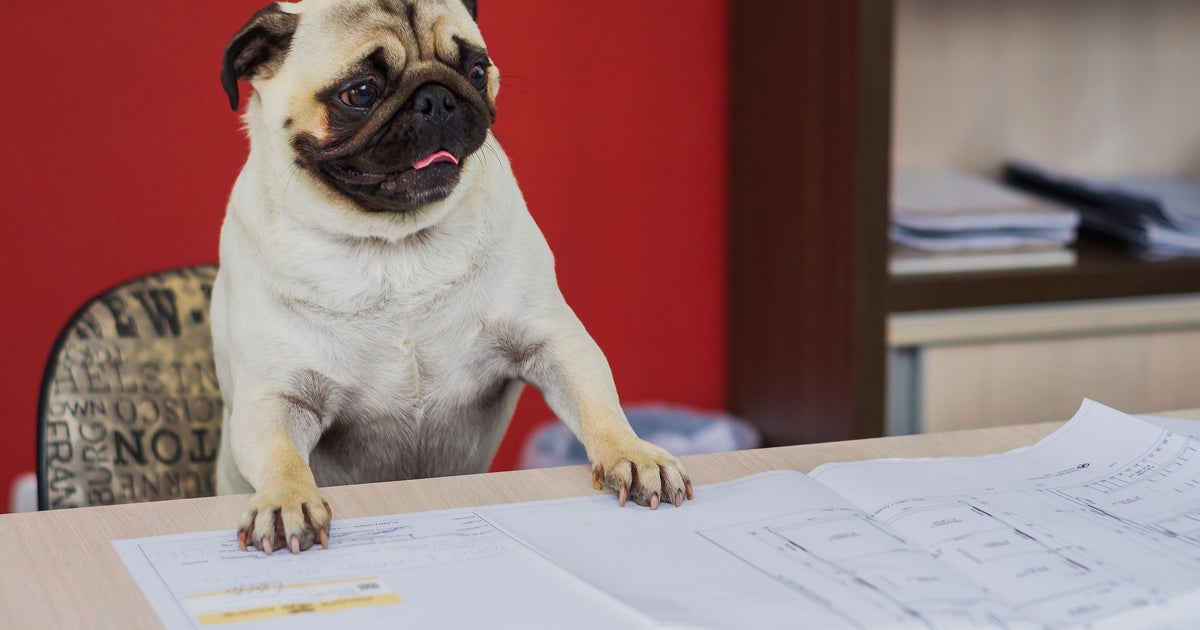 Take your dog to work at these companies - CBS News