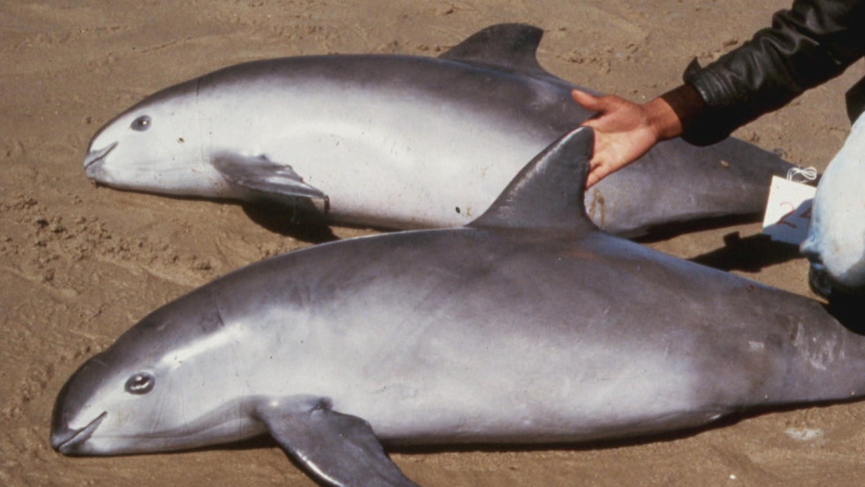 Battle to save vaquitas, world's most endangered porpoise, gets violent ...