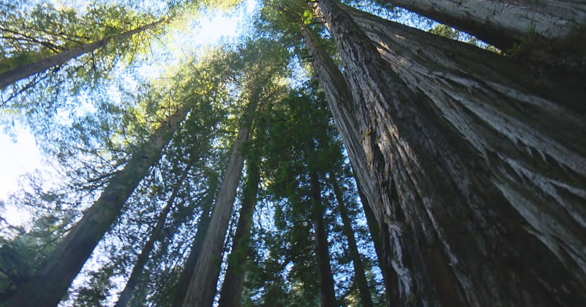 Mapping the genome of redwoods - CBS News